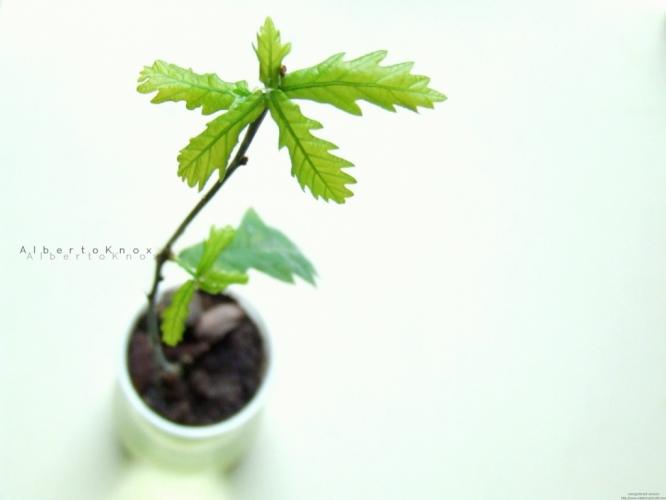 albertoknox - albertoknox : CmonBook